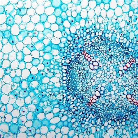 Protists Evolution And Ecology Of Microbial Eukaryotes Coursera MOOC List
