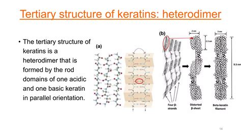 Keratin And Keratinization Pptx