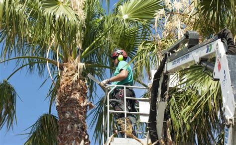 Cuándo y cómo se podan las palmeras