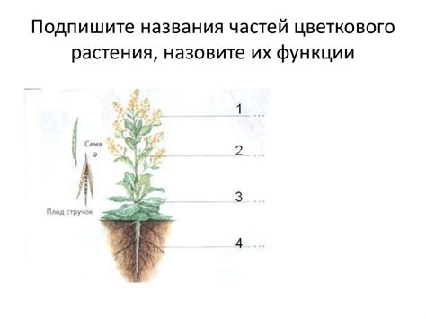 Разнообразие репродуктивных органов покрытосеменных растений Online