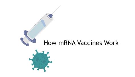 How Mrna Vaccines Work Science With Mandy