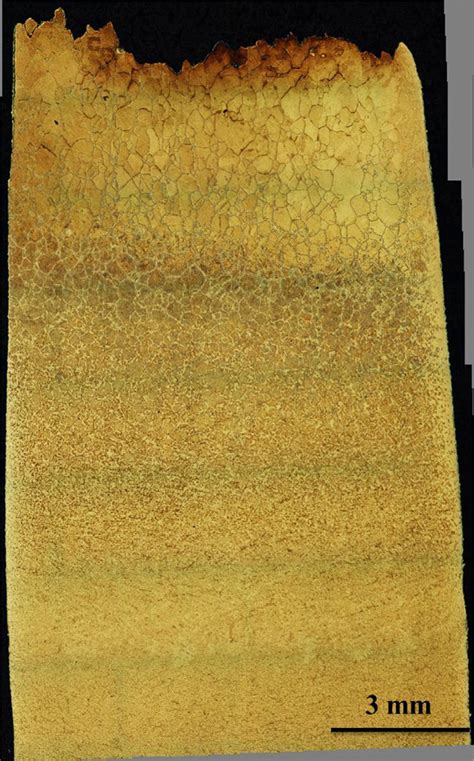 Microstructure Of The Specimen Vertical Section Near The Fracture Front