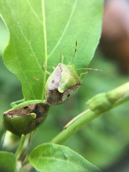 Crops Vegetables Capsicum And Chilli Stink Bugs Chilli Sigatoka
