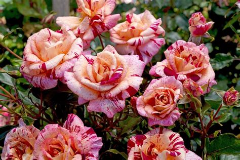 Rose Star Burst Pbr Bush Form Hello Hello Plants