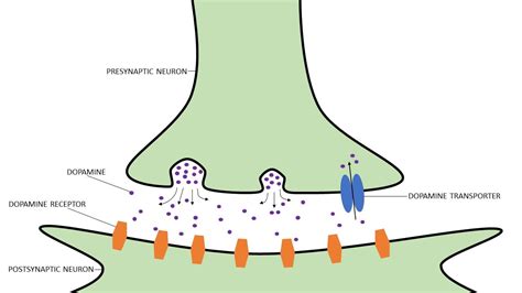 Dopamine Receptors And Addiction