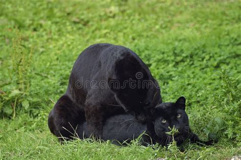 Panthere Noire Panthera Pardus Stock Image Image Of African Couple 170506159