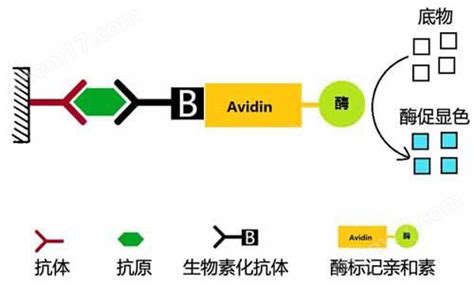 人肌酸激酶MB同工酶CKMB检测试剂盒 人elisa kit 上海康朗生物科技有限公司