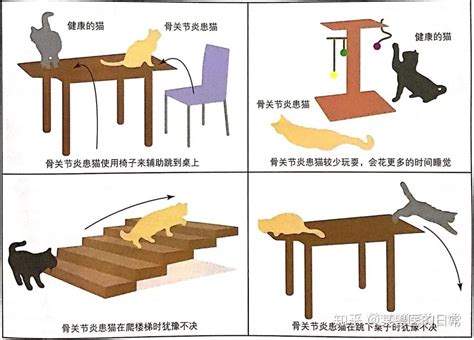 容易被忽略的宠物老年病之 猫骨关节炎” 知乎