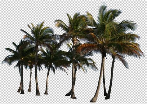 View From By Gobotree Including Cutout Plants Palm Tree Photoshop