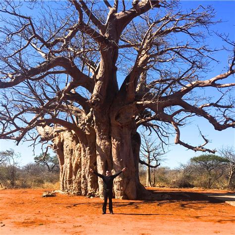 El Baobab Africano El Antiguo árbol De La Vida De África