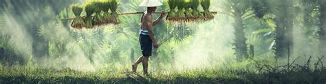 Coconut Propagation Methods Techniques For Successful Growth