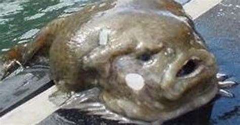 Fish Moley Album On Imgur