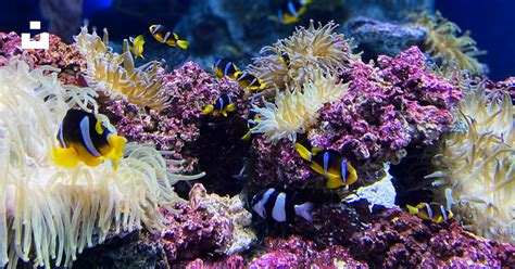 노란색과 검은 색 광대 물고기 사진 Unsplash의 무료 웡척항 이미지