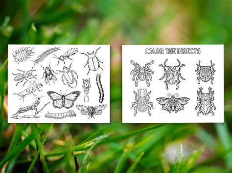 Bugs Printable Sheets Insect Activity Pack Bug Word Search Bugs Coloring Pages Nature