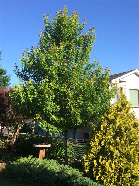 Select Trees And Shrubs For Minnesota Landscapes UMN Extension