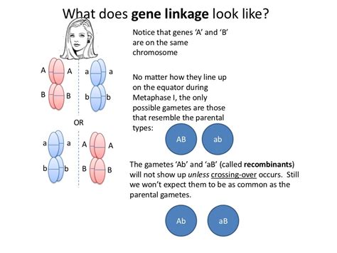 Dihybrid Crosses And Gene Linkage