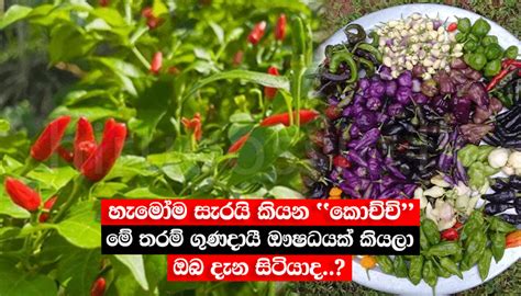 හැමෝම සැරයි කියන කොච්චි මේ තරම් ගුණදායී ඖෂධයක් කියලා ඔබ දැන සිටියාද Health Tips Kochchi