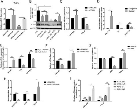 Long Noncoding Rna Oip5 As1 Promotes Cell Apoptosis And Cataract