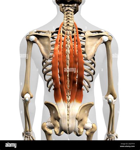 Erector Spinae Muscles Cadaver