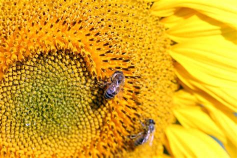 Zonnebloem Macro Met Detail Van Stuifmeel Wordt Geschoten Selectieve