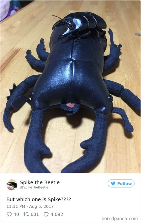 Woman Has Stag Beetle As A Pet And Her Tweets Will Make Your Day