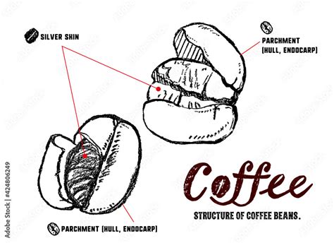 コーヒー豆の構造の説明イラスト。パーチメントとシルバースキンの図解。 Stock ベクター Adobe Stock