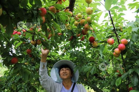 江西莲花李子丰收 村民采摘忙 视觉江西 大江网首页