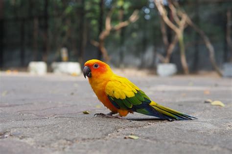 Sun Conure Parrot Feather Free Photo On Pixabay Pixabay