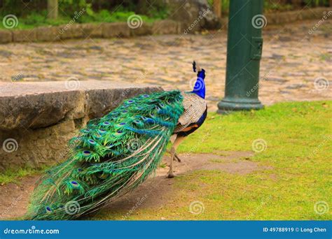 Peacock In The Park Stock Image Image Of Bird Peafowl 49788919