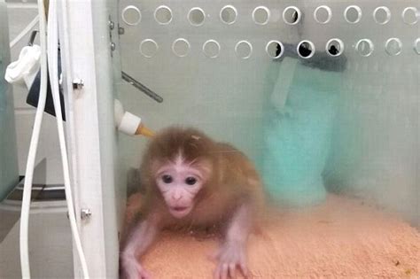 원숭이 정액 채취하려고 성기에 전기충격 가하는 실험실의 충격적인 모습 인사이트