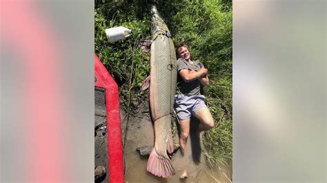 207 Pound Alligator Gar Caught In Texas Breaks Local Record Appears