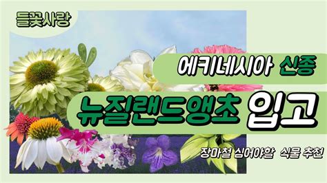 0714 뉴질랜드 앵초 32종 입고 야생화 Garden Gardening 에키네시아 뉴질랜드앵초 Flowers 국화 정원꾸미기 정원인테리어 Youtube