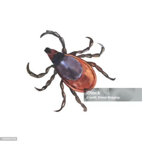 붉은 유럽 산림 진드기 기생충 곤충 감염 매개체 Ixodes Ricinus 위험한 곤충 진드기 뇌염 라임 병 감염 흰색 배경에