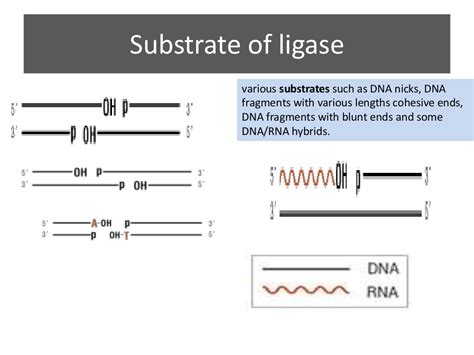 Dna Ligase Enzymes