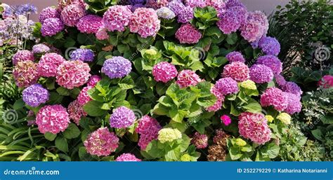 Shrubs Of Hydrangea Macrophylla In Bloom Royalty Free Stock Image