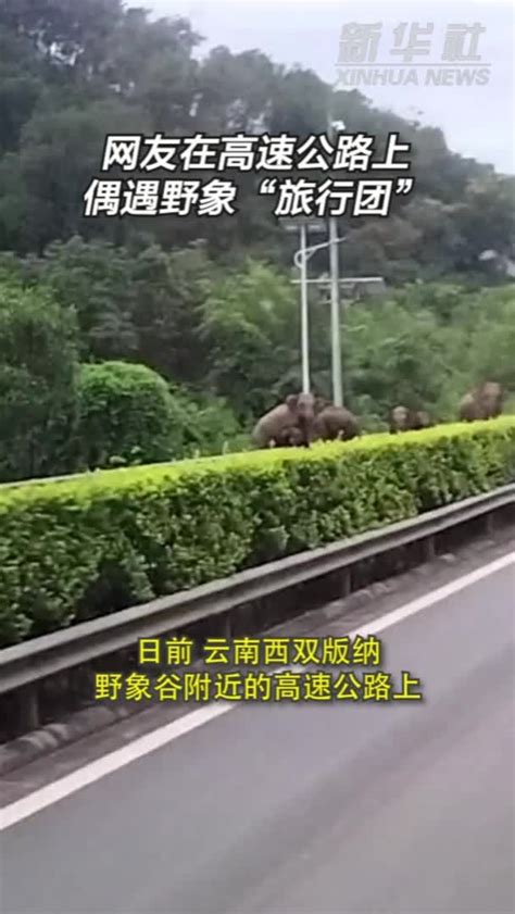 云南西双版纳：网友高速公路偶遇野象“旅行团”凤凰网视频凤凰网