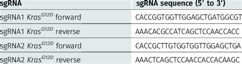 Sequences Of Synthetic Guide Rna Sgrna Targeting Kras G12d