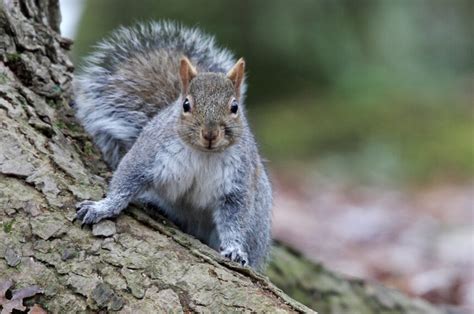 Chipmunk Vs Squirrel Understand The Difference