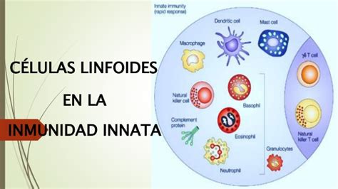 Tarea 1 CÉlulas Linfoides Innatas Un Nuevo Paradigma En InmunologÍa