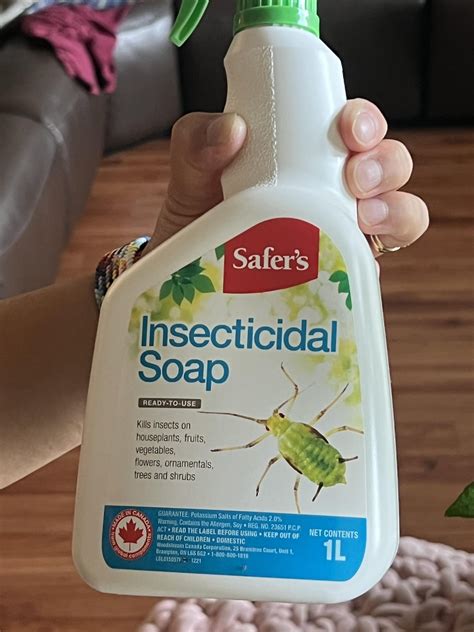 Aphids On Indoor Hibiscus Rhibiscus
