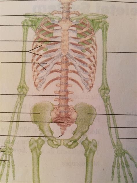 Major Bones Of The Pectoral Girdle Anterior Appendicular Skeleton