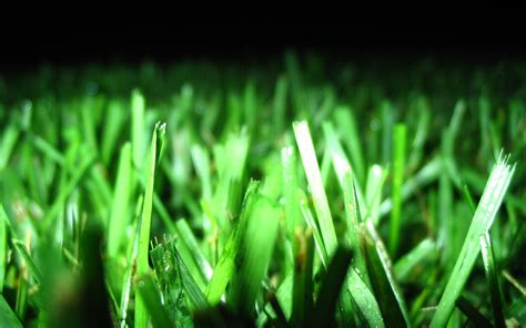 Wallpaper Sunlight Leaves Field Branch Green Dew Light Leaf