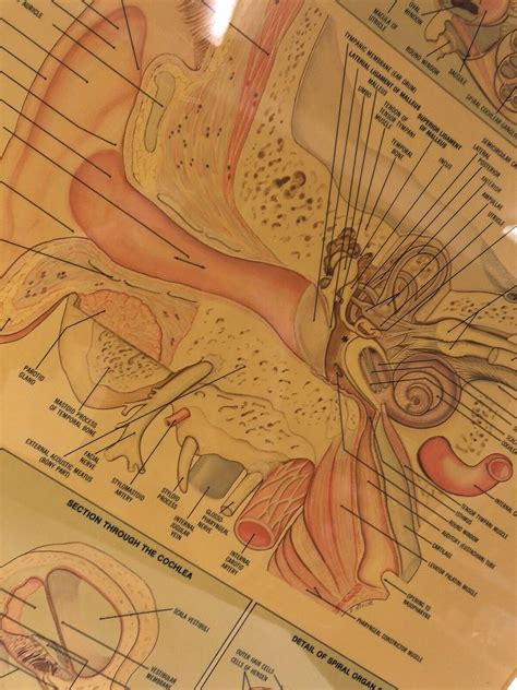 Vintage Ear Anatomy Chart Organ Wall Art School Poster School Decor