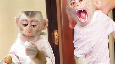 Bryan Monkey Is So Tired And He Want To Sleep Youtube