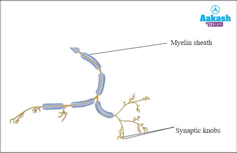 Structure And Types Of Neuron Nerves Myelinated And Non Myelinated Nerve Fibres Practice