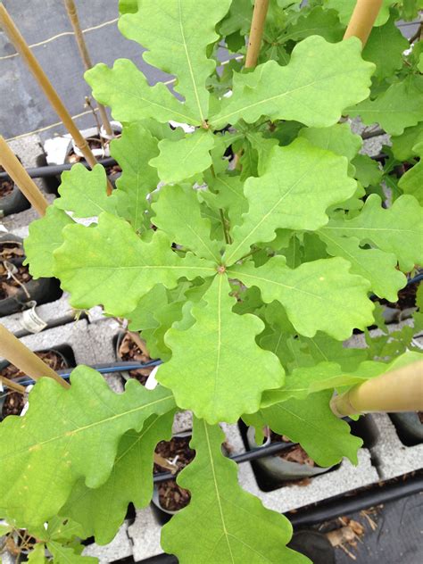 Dwarf Chinkapin Oak Permanent Food Plots Rock Bridges Trees