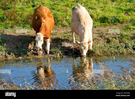 White And Brown Cattle Drinking From Natural Water Source Standing At