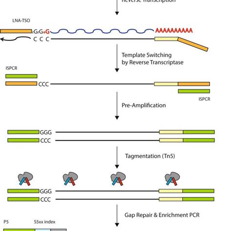 (PDF) Full-Length Single-Cell RNA Sequencing with Smart-seq2