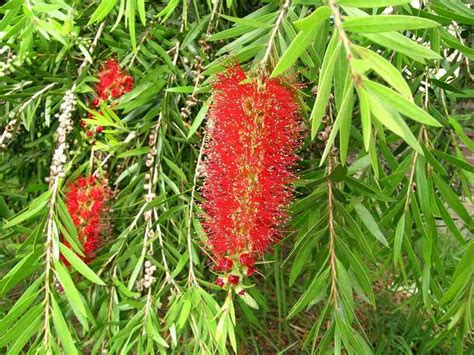 Trees Planet Callistemon Viminalis Weeping Bottlebrush
