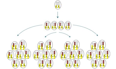 bi 428 human genetics week 1 chap 1 2 3 flashcards quizlet